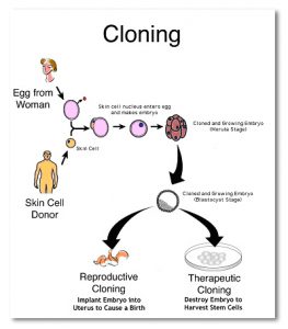 Cloning: The future of science and the ultimate reality of life – EPAGEBD